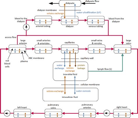 Overview Of The Compartmental Model Of The Cardiovascular System And Download Scientific