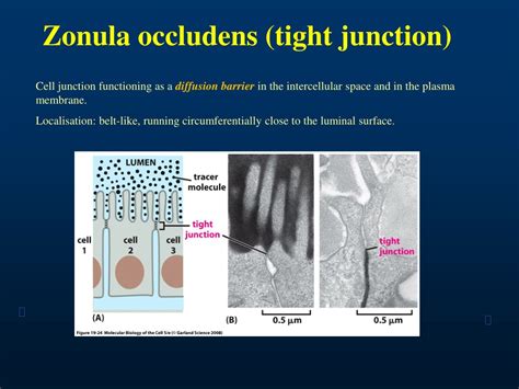 Ppt Cell Adhesion And Junctional Structures In Epithelial Cells Powerpoint Presentation Id