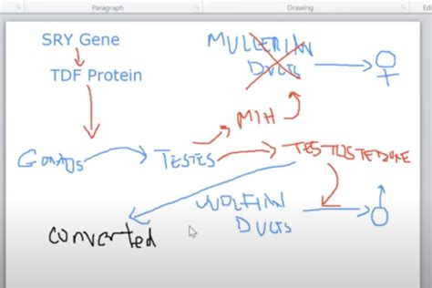 Physio Homework 3 Reproductive Physiology Flashcards Quizlet