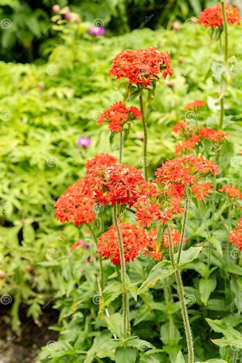 Maltese Cross Or Lychnis Chalcedonica Plant In Saint Gallen In