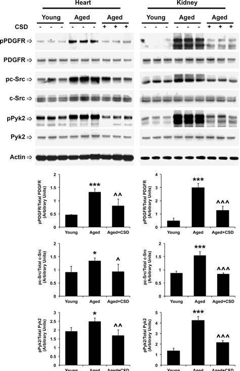 Figure 2 From The Caveolin 1 Scaffolding Domain Peptide Reverses Aging Associated Deleterious