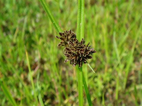Cyperus Difformis L