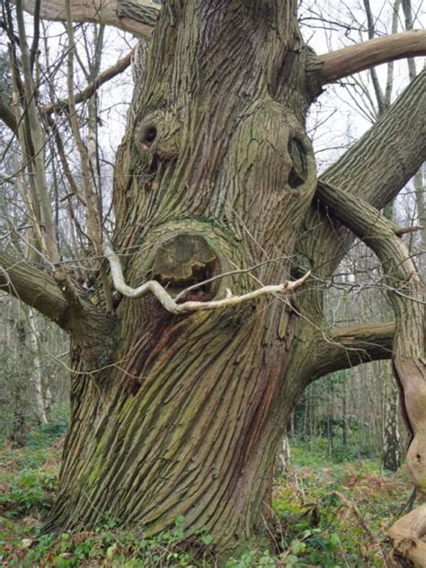 This Tree Has To Be An Ent Virily