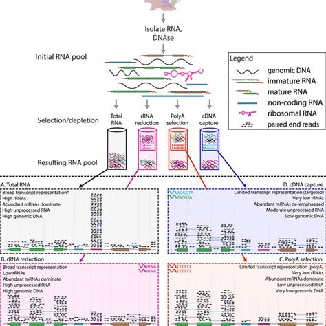 Rna Seq Analysis Flow Chart An Example Rna Seq Analysis Workflow Is Download Scientific
