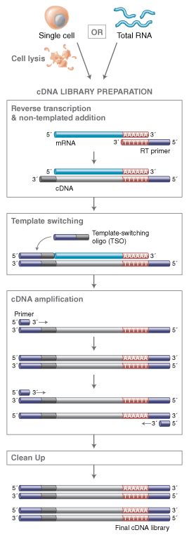 Nebnext® Single Celllow Input Cdna Synthesis And Amplification Module Neb