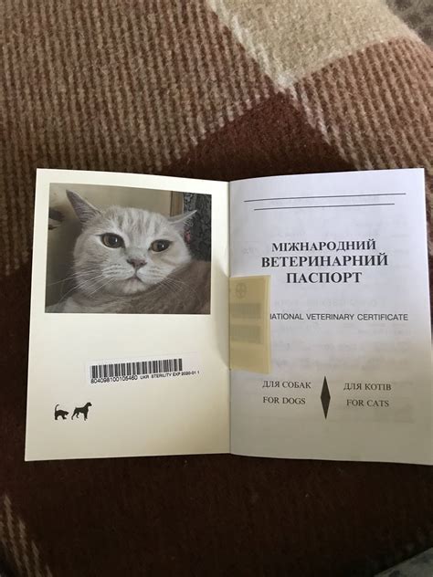 Паспорт кота - картинки и фото koshka.top