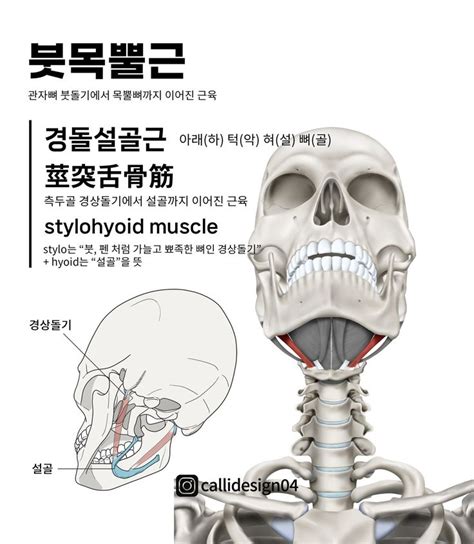 의학그림 메디컬 일러스트 Callidesign On Instagram 캘리일러스트와 함께 근육공부 붓목뿔근 경돌설골근