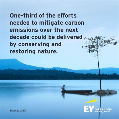 Naturebasedsolutions Biodiversity Lungsofearth Saveearth Flightclimatefight Cop28 Bamboo