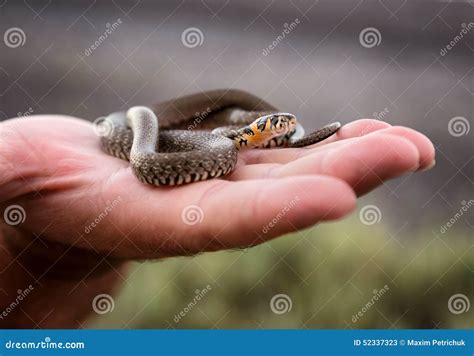 Small Grass Snake Stock Image Image Of Grass Nature 52337323