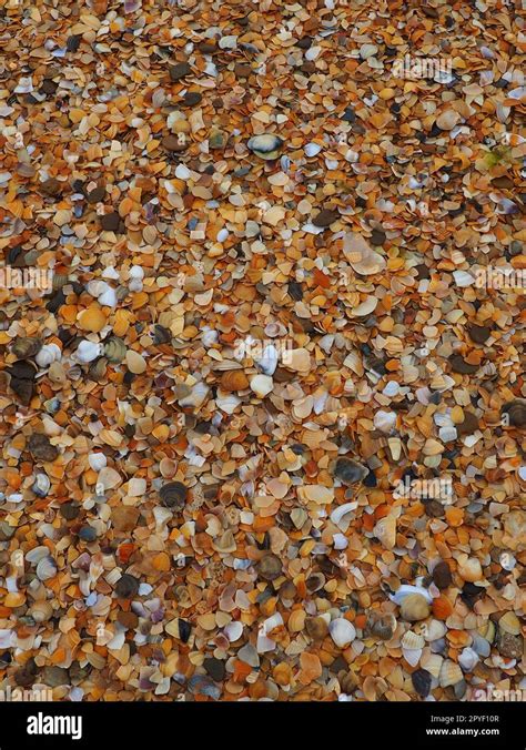 Shells From Gastropods Of Bivalve Molluscs Living In The Azov And Black