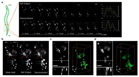 Reconstruction Of Celegans Tail Using Light Field Deconvolution And Download Scientific