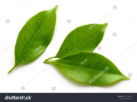 205318 귤잎 이미지 스톡 사진 및 벡터 Shutterstock