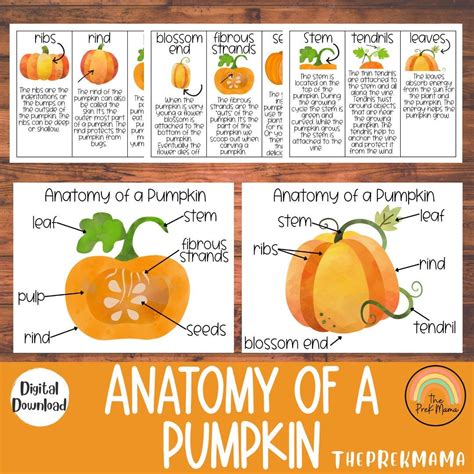 Anatomy Of A Pumpkin Preschool Printable Montessori Materials