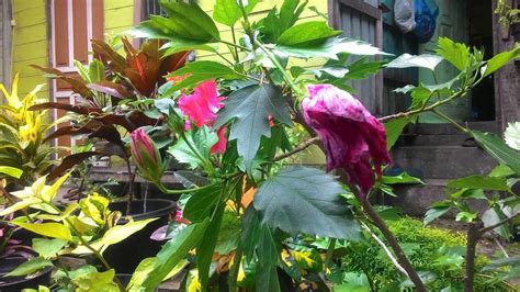 15 Gambar Bunga Layu Sebelum Berkembang Gambar Bunga Indah