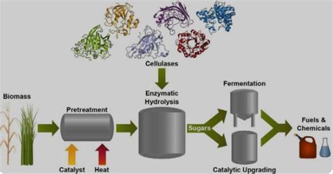 Enzymes Bioenergy Marketanalysis Globalindustry