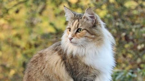 These 11 Stunning Features Make Norwegian Forest Cats One Of The Most