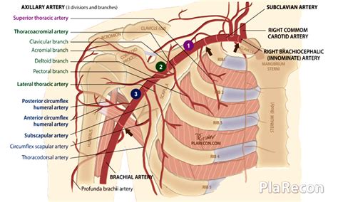 Axillary Artery And Brachial Artery
