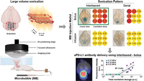 Comparison Of Sonication Patterns And Microbubble Administration