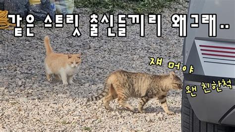 새로운 작은 고양이가 왔다 │어 쟤 어디서 봤더라 Ep21 Youtube