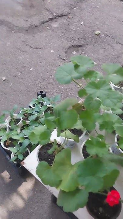 ყვავილების გაყიდვა Youtube