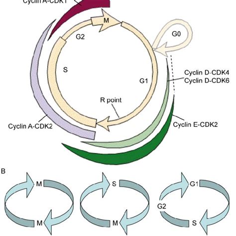 1 Simplified Representation Of The Mammalian Cell Cycle A Activity