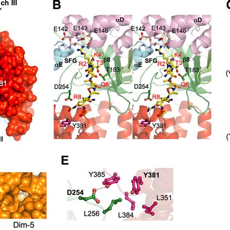 Putative Substrate Binding Site A Surface Representation Of Smyd1 Download Scientific Diagram