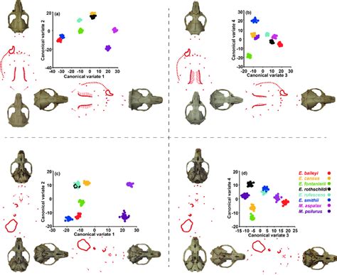 Canonical Variate Analysis Cva Of The Geometric Morphology Of The