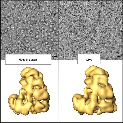 Figure 1 From Sample Preparation Of Biological Macromolecular Assemblies For The Determination