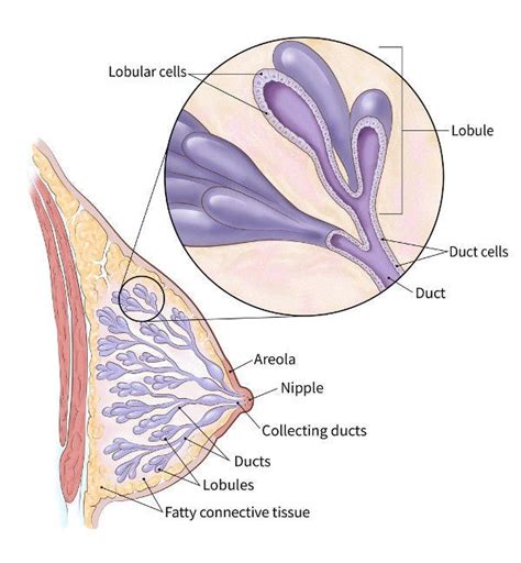 Understanding Your Pathology Report Breast Cancer American Cancer