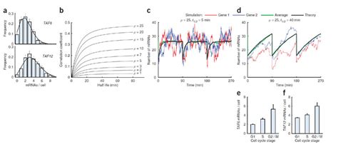 Stochastic Model Predicts Correlation Coefficients From Mean Mrna