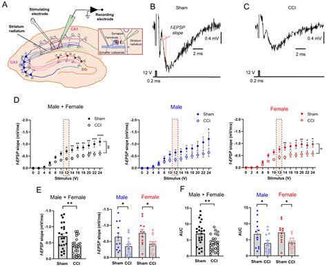 Sex Differences Of Synaptic Plasticity And Microglial Remodeling In The