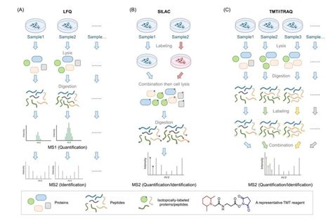 Introduction Of Three Ms Based Proteomics Methods For Peptide Protein