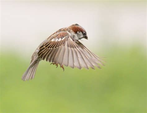165 Flying House Sparrow White Background Passer Domesticus Stock