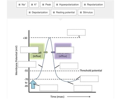 Solved 1 Label The Components Of A Typical Skeletal Muscle
