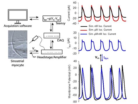 figure s2 dynamic clamp approach a schematic of the dynamic clamp download scientific