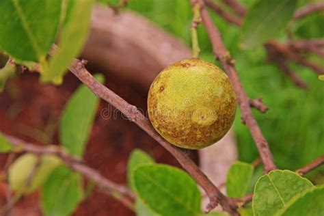 Citrus Rust Mite On Lime Fruit Cause Damage Of Fruit Stock Image Image Of Leaf Flora 98371485