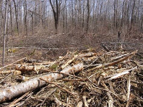 Make Way For The Power Lines