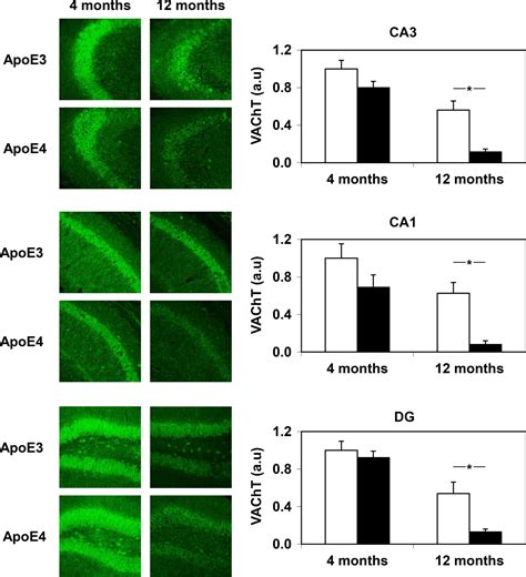 Apolipoprotein E4 Reduces Evoked Hippocampal Acetylcholine Release In