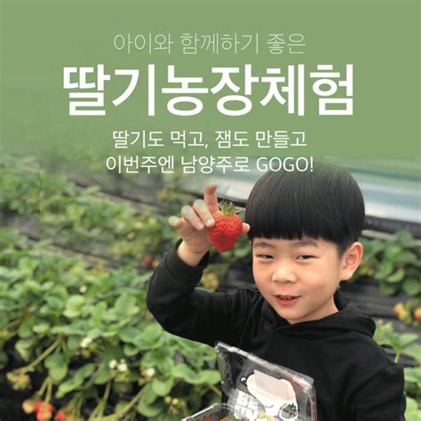 샘물농장×솜씨당 서울근교 아이와 함께하기 좋은 딸기농장체험 네이버 블로그