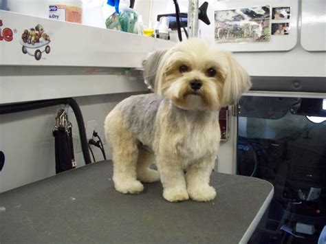 Cortes De Pelo Para Perros Animalesmascotas