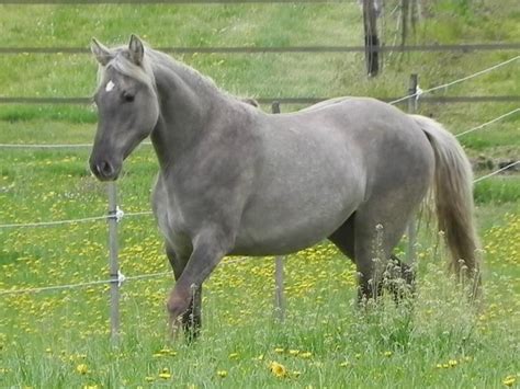 Blue Grulla Horse