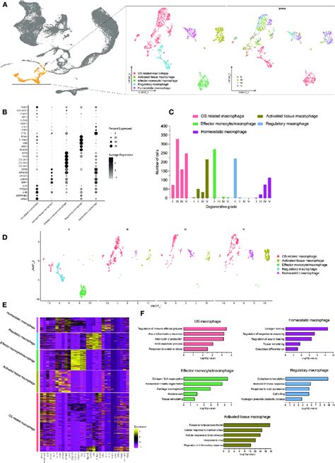 A The Distribution Of Macrophages Among All Cell Populations And The