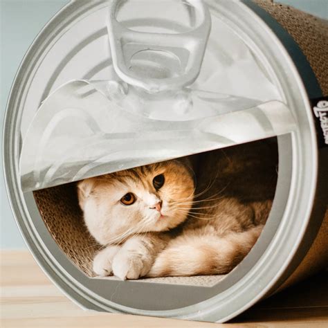 Can Katta Hellir Og Klórukassi Móri