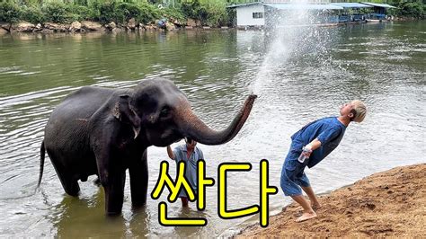 🐘 나보다 지능 높은 코끼리한테 물 싸대기 맞는 브이로그💦 Youtube