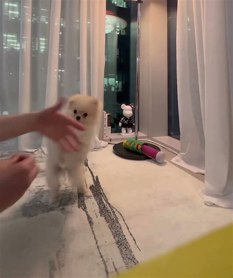 강아지 하이파이브🐶🤍귀여운4갤 Youtube