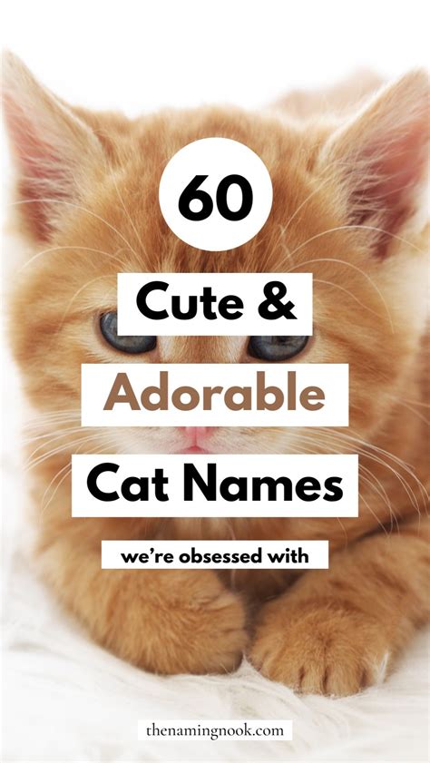 60 Completely Adorable Cat Names No One Is Using Cute Cat Names Cute