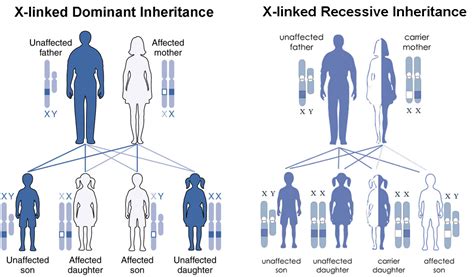 practicing non mendelian inheritance biology for majors i