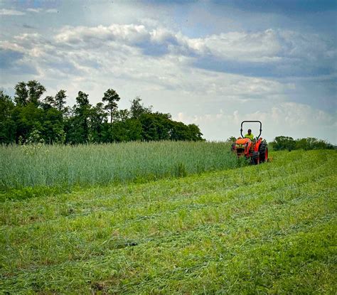 Best Times To Mow Fields To Protect Wildlife And Beneficial Insects