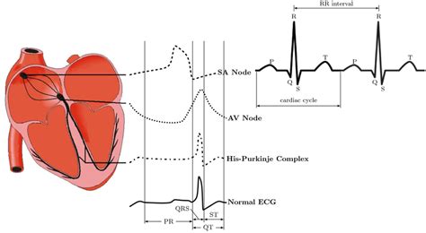 Schematic View Of The Heart With Its Distinct Waveforms For The Download Scientific Diagram
