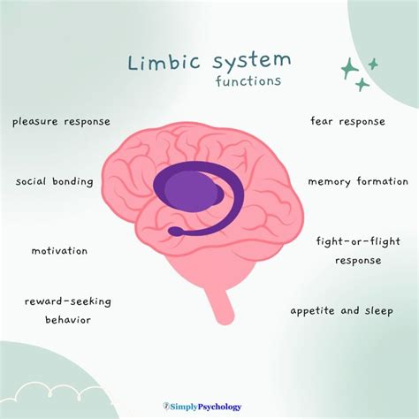 Limbic System